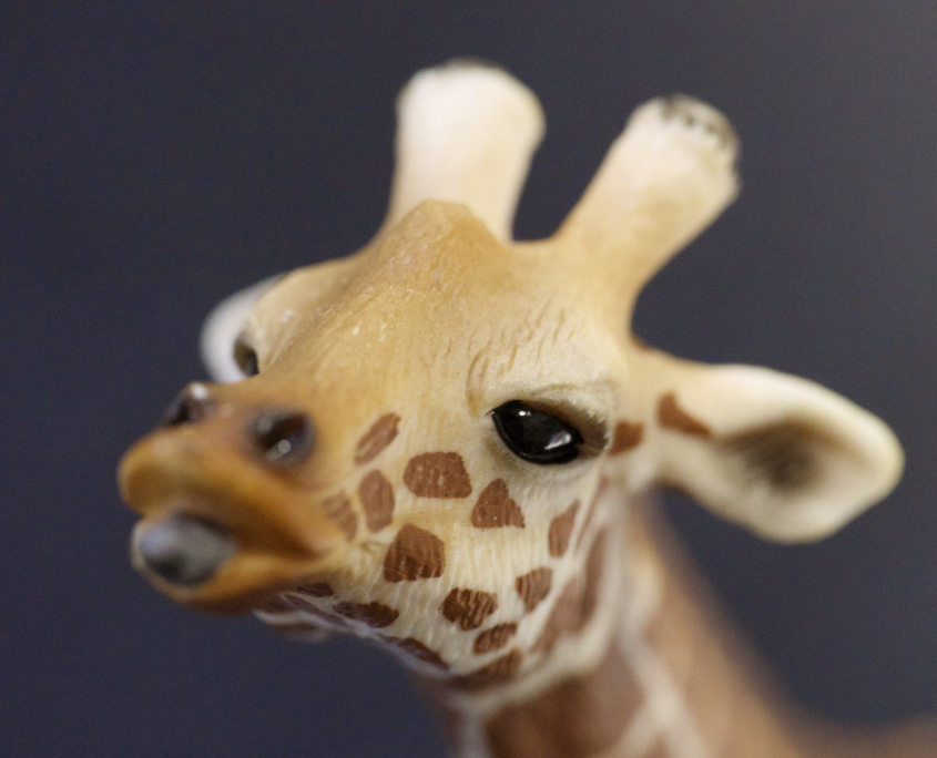 Giraffe on a Raft - NUSTEM