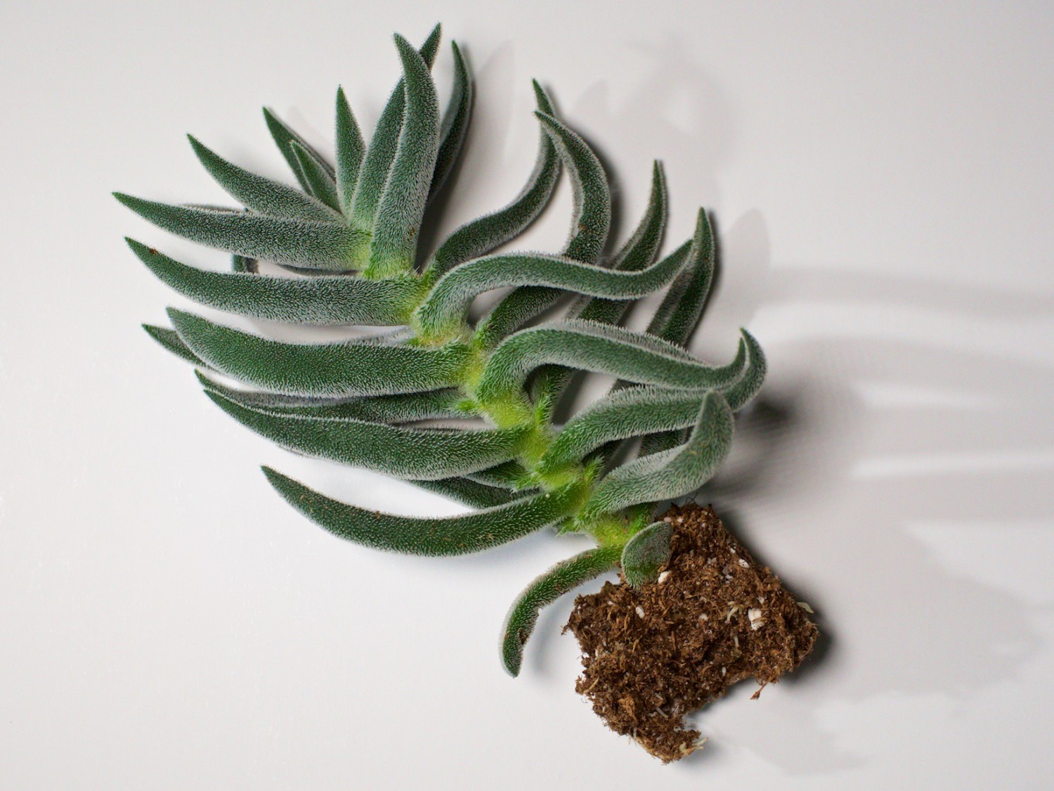Serpents Blue Chalk Fingers (senecio vitalis) - NUSTEM