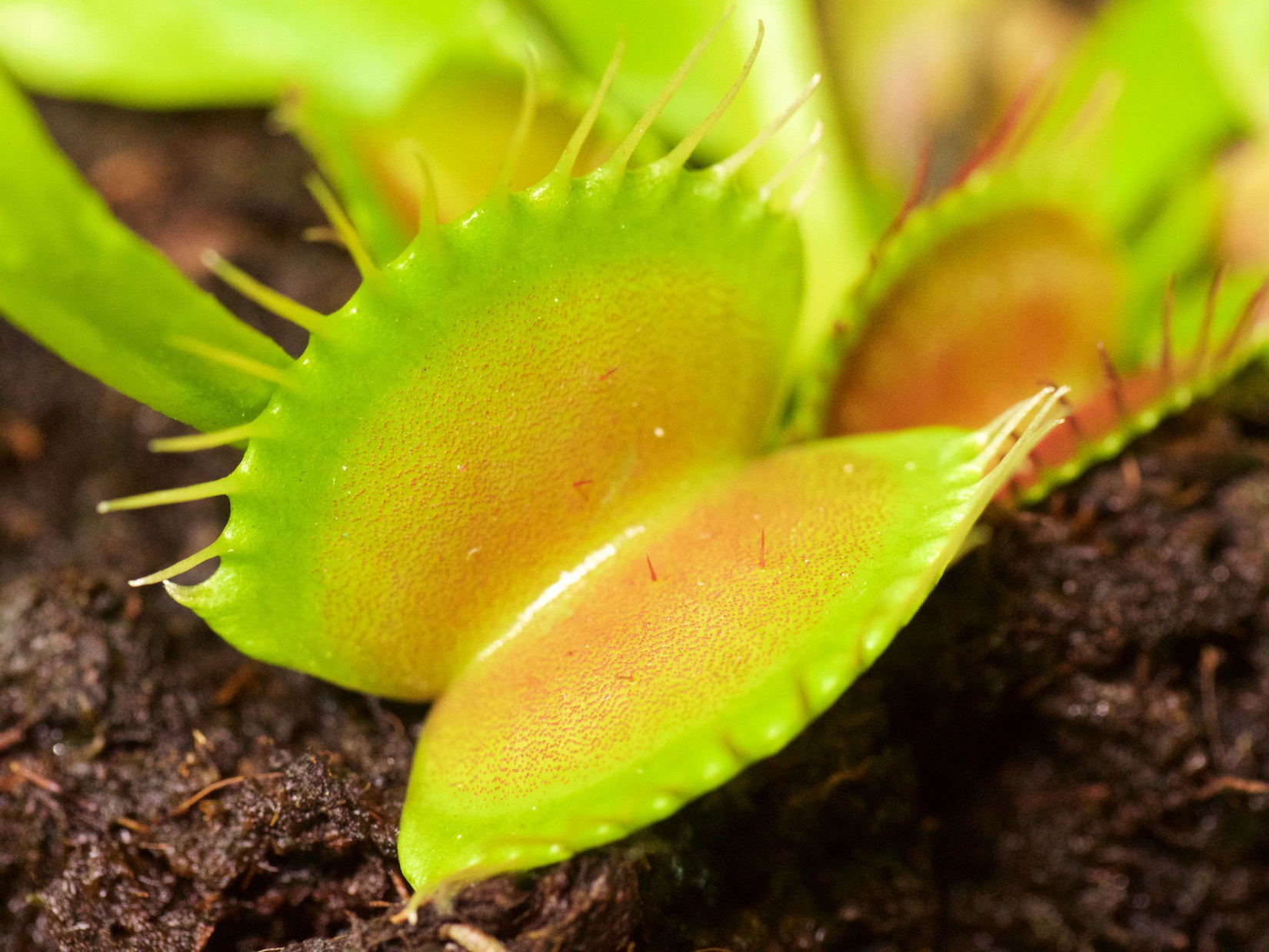 Venus Flytrap dionea NUSTEM