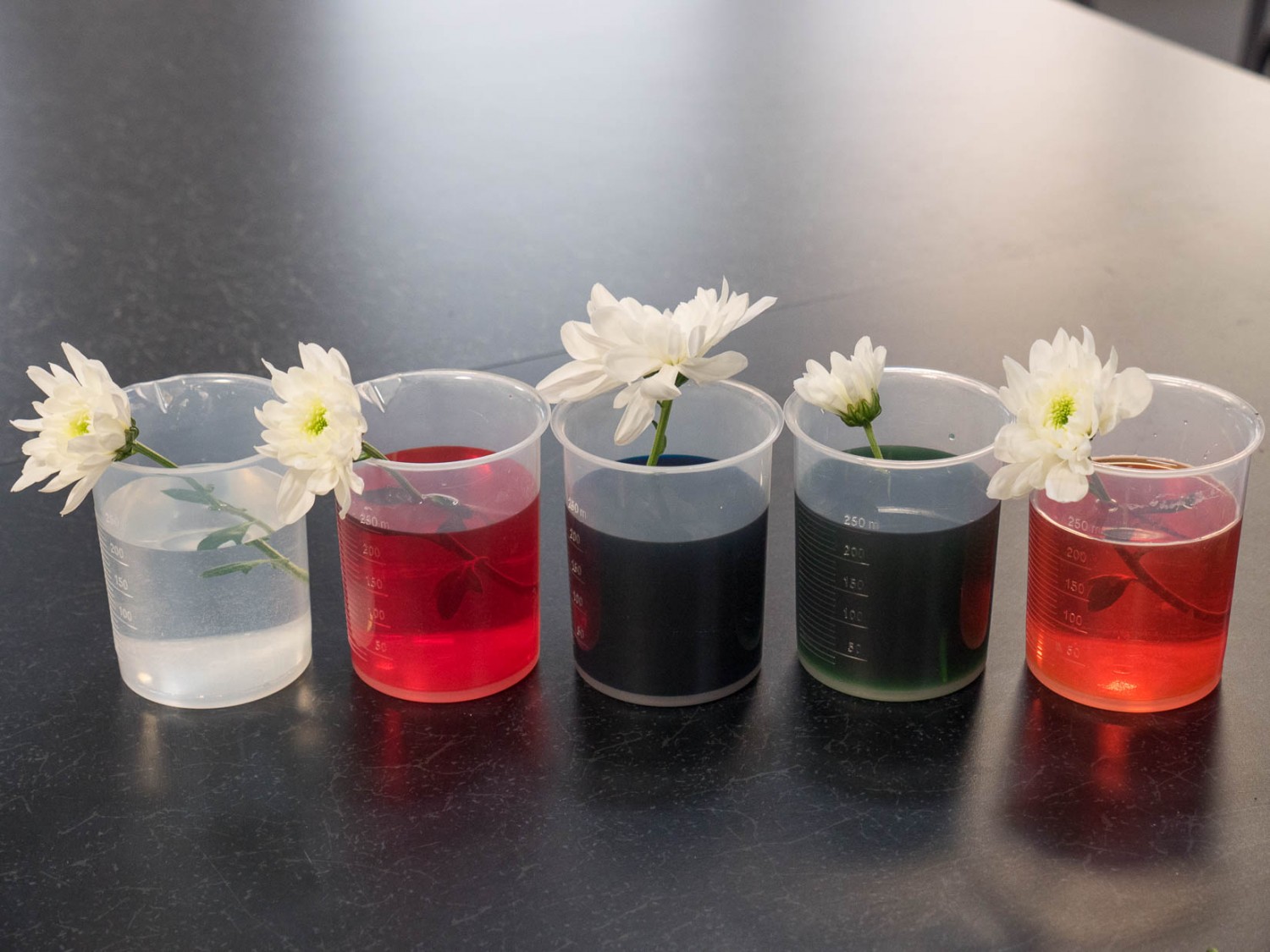 Split-stem flowers-2 - NUSTEM