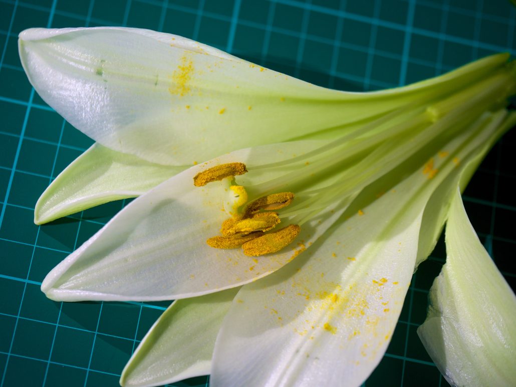 Science for Families flower dissection 08 - NUSTEM