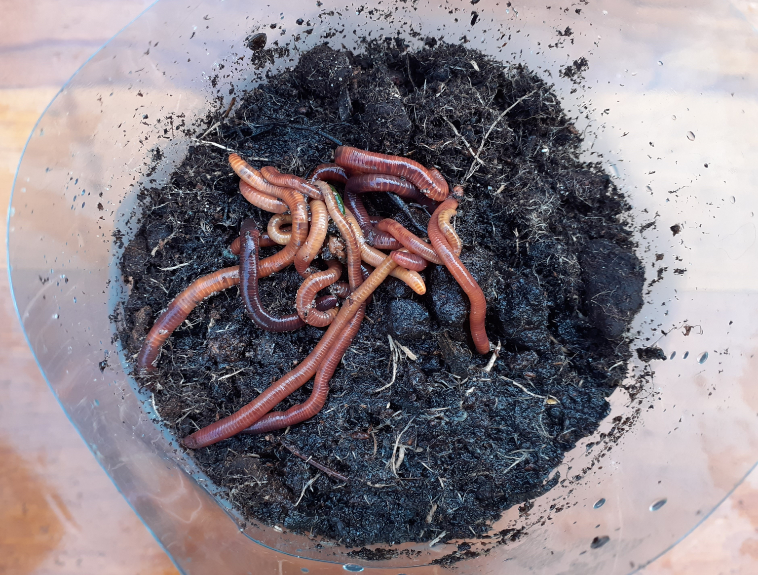 Make a wormery - NUSTEM