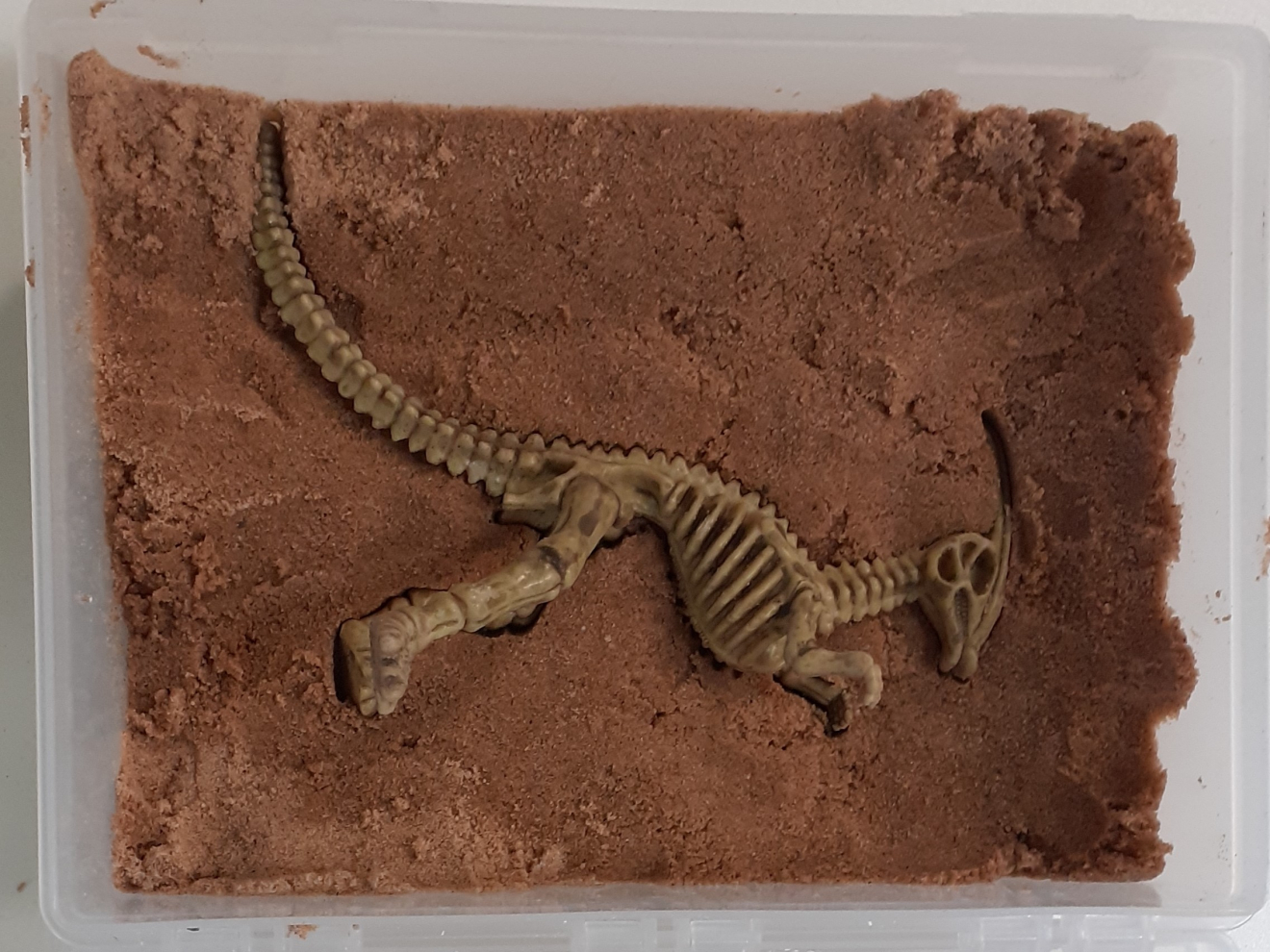 Make a fossil - NUSTEM