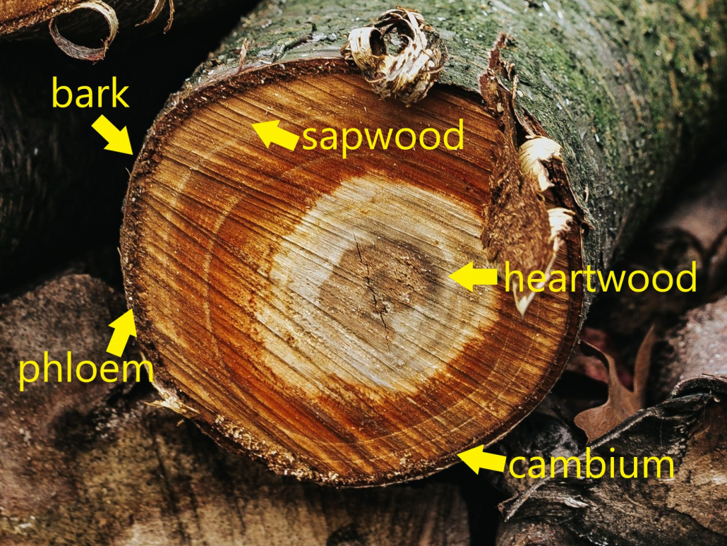 Inside a tree - NUSTEM