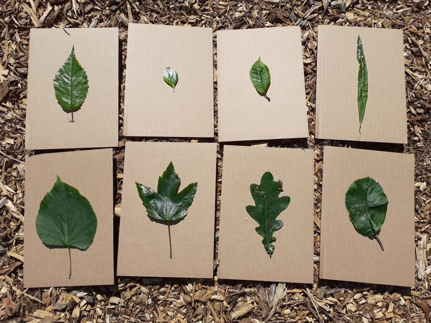 Leaf snap provocation - NUSTEM